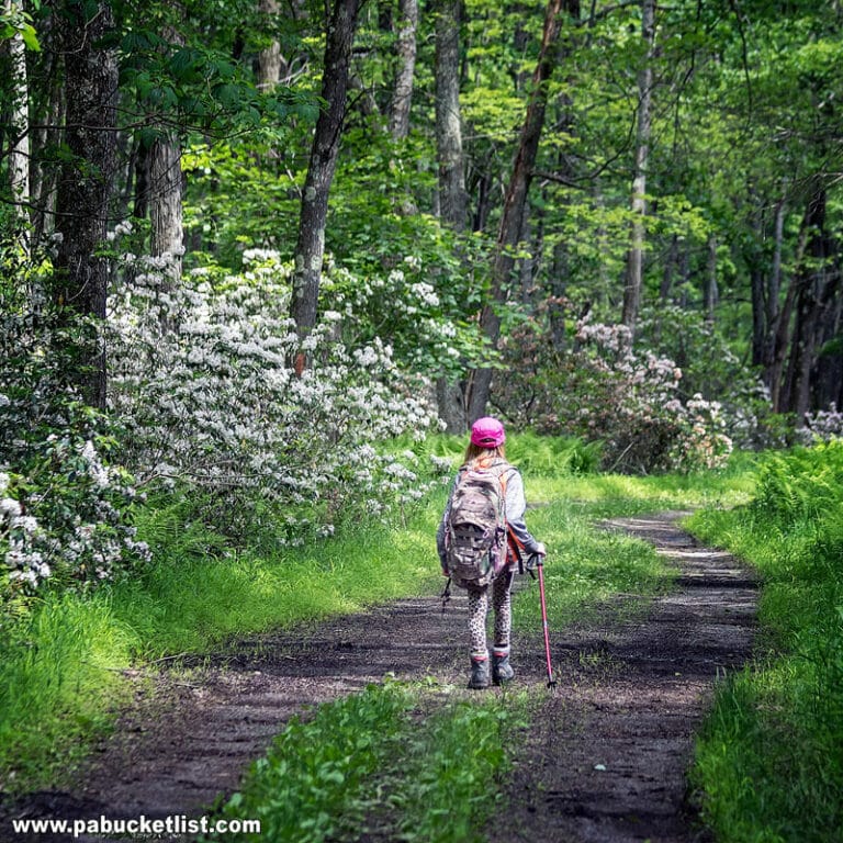 16 Must-See Attractions in the Sproul State Forest - PA Bucket List