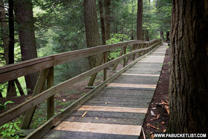 Exploring the Waterfalls at Salt Springs State Park