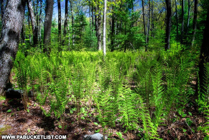 Exploring Wolf Rocks Overlook in the Forbes State Forest