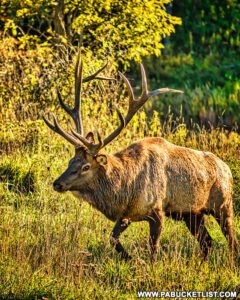 Exploring the Elk Country Visitor Center in Benezette