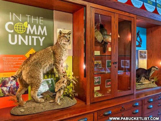 The 15 Best Elk Viewing Destinations in Pennsylvania