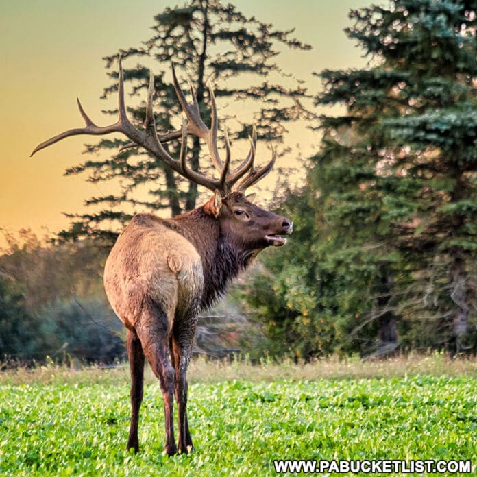 50 Best Pennsylvania Elk Photos - PA Bucket List