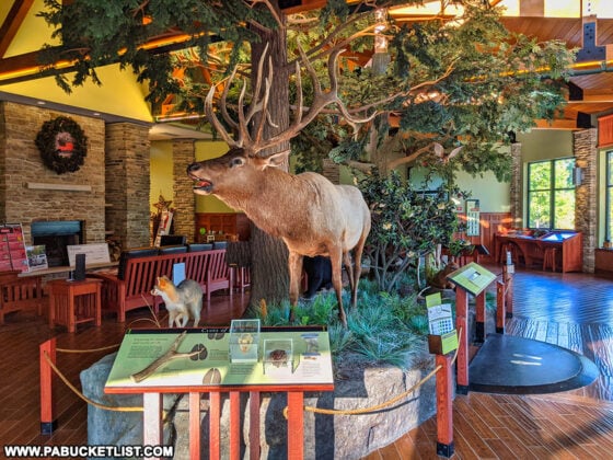 The 15 Best Elk Viewing Destinations in Pennsylvania