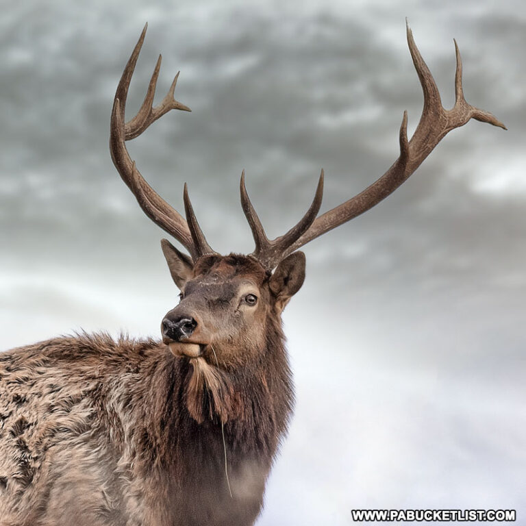 The 15 Best Elk Viewing Destinations in Pennsylvania