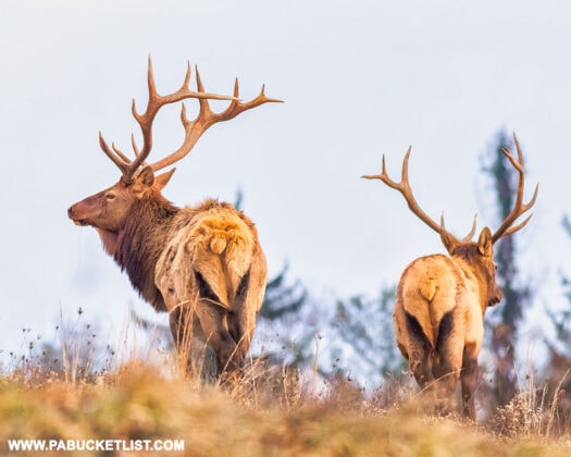 50 Best Pennsylvania Elk Photos - PA Bucket List
