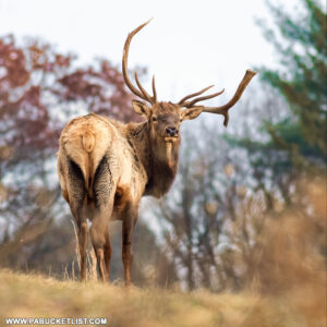 50 Best Pennsylvania Elk Photos - PA Bucket List