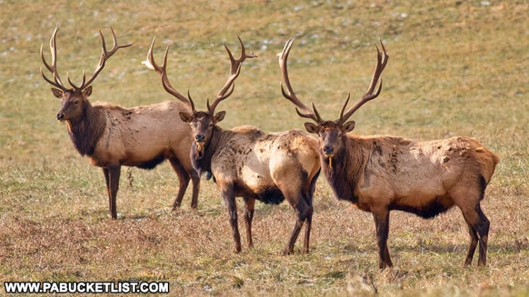 Exploring the Elk Country Visitor Center in Benezette