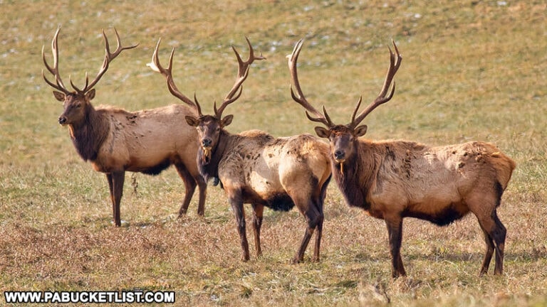 Exploring the Elk Country Visitor Center in Benezette