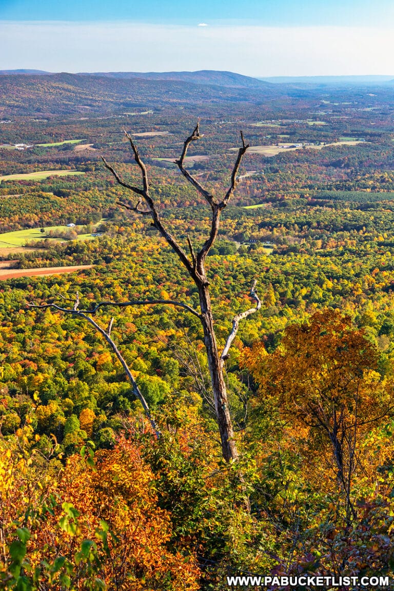 The 7 Best Scenic Overlooks in the Buchanan State Forest