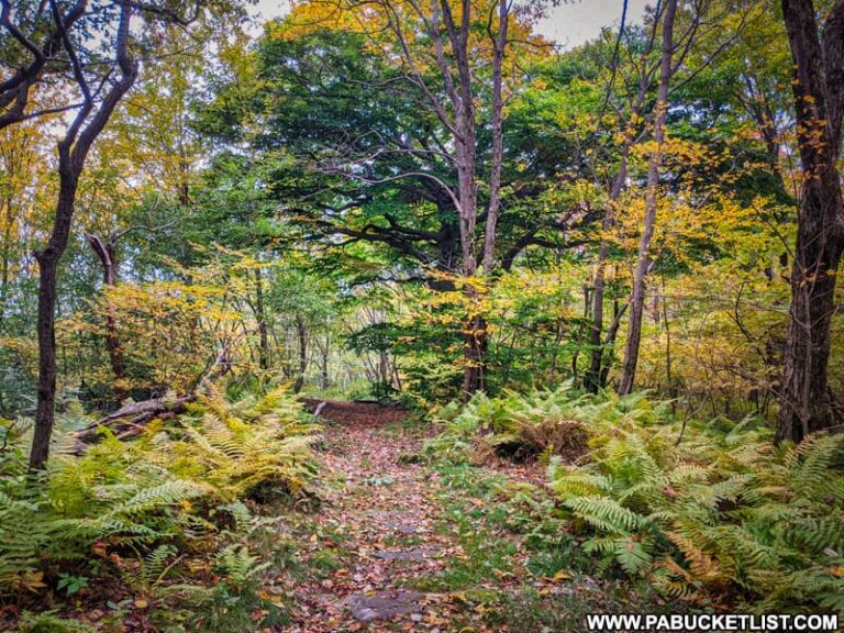 Exploring Laurel Run Overlook in Fayette County