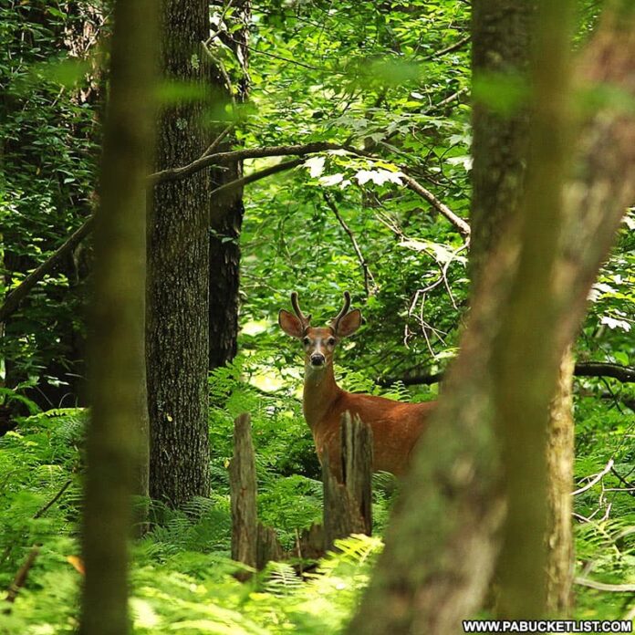 Exploring Black Moshannon State Park in Centre County