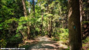 Exploring Linn Run State Park in Westmoreland County - PA Bucket List