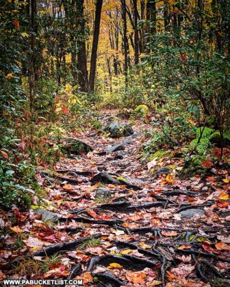 Exploring Wolf Rocks Overlook in the Forbes State Forest