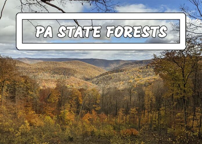 PA State Forests