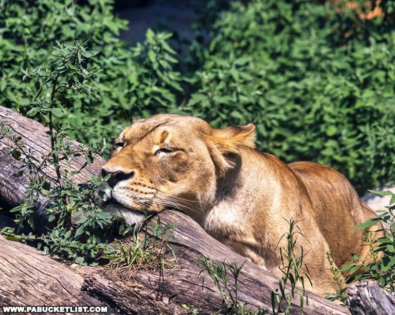 Exploring the Erie Zoo and Botanical Gardens