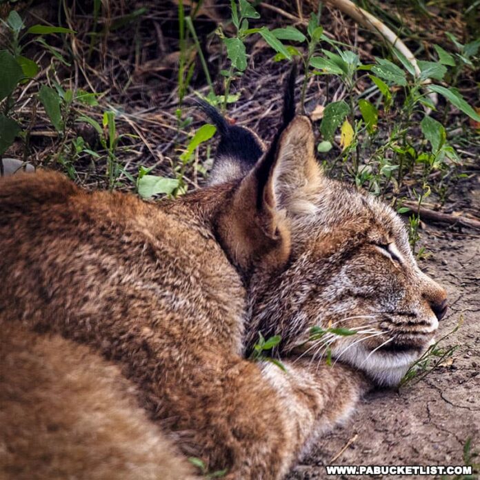 Exploring the Erie Zoo and Botanical Gardens