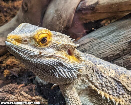 Exploring Clyde Peeling's Reptiland in Union County