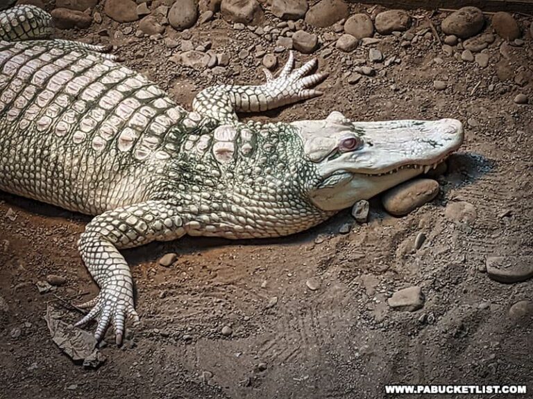 Exploring Clyde Peeling's Reptiland in Union County