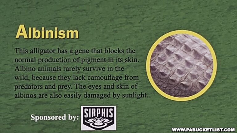 Exploring Clyde Peeling's Reptiland in Union County