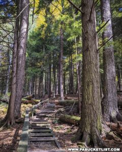 Exploring Cook Forest State Park in Northwestern PA