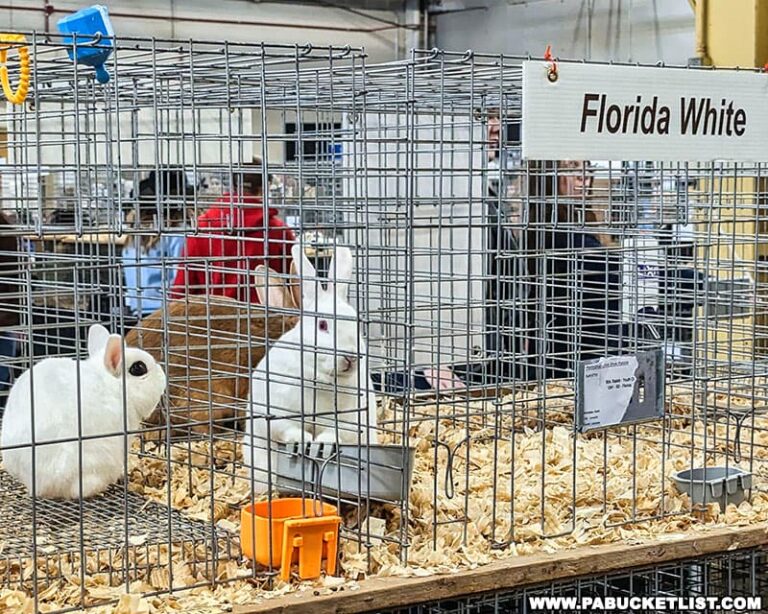 Exploring the Pennsylvania Farm Show in Harrisburg