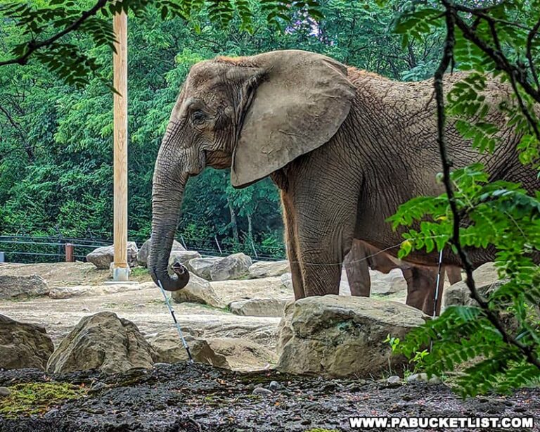 Exploring the Pittsburgh Zoo and Aquarium - PA Bucket List