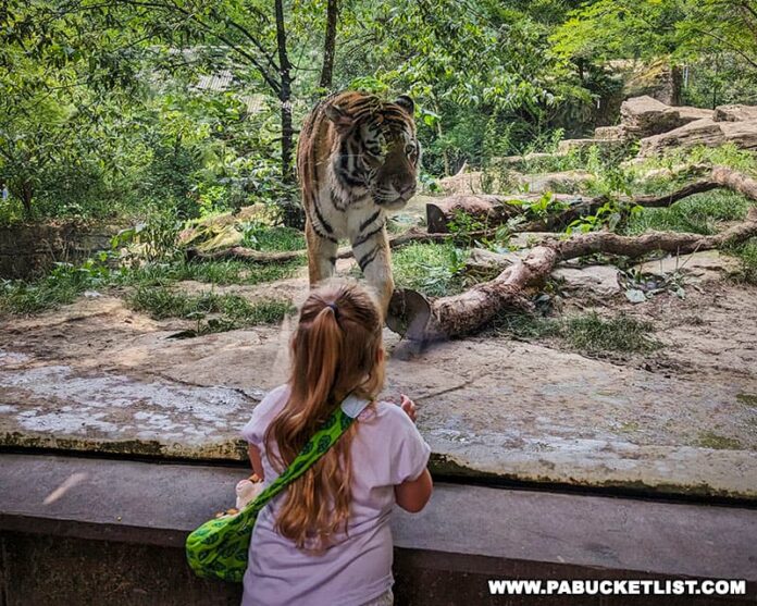 Exploring the Pittsburgh Zoo and Aquarium - PA Bucket List