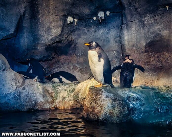 Exploring the Pittsburgh Zoo and Aquarium - PA Bucket List