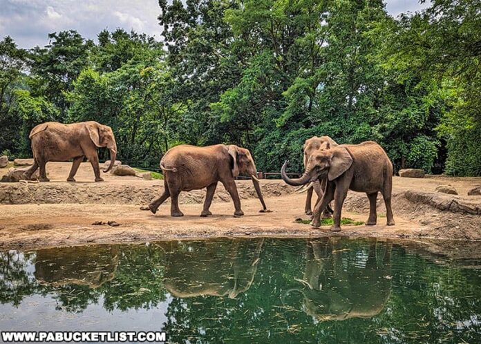 Exploring the Pittsburgh Zoo and Aquarium - PA Bucket List