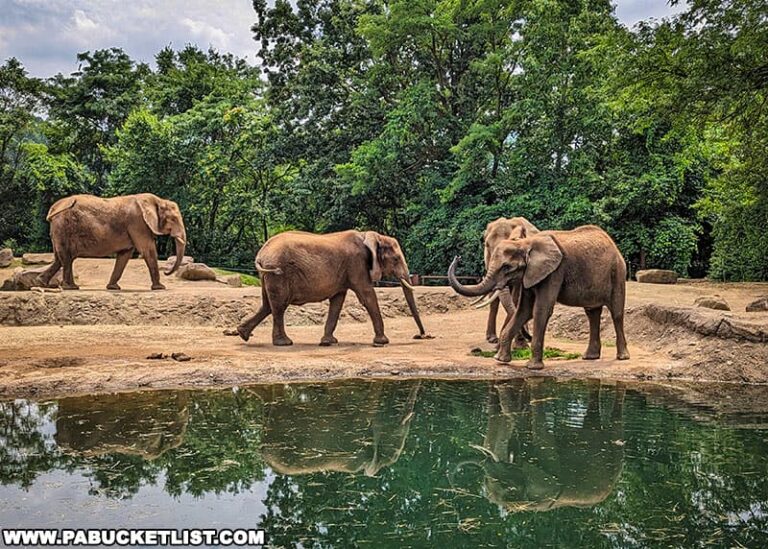 Exploring the Pittsburgh Zoo and Aquarium - PA Bucket List