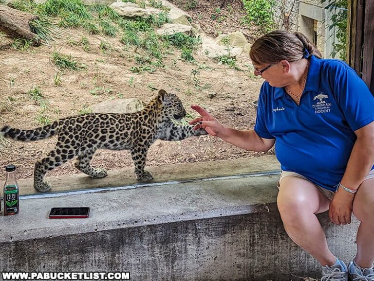 Exploring the Pittsburgh Zoo and Aquarium - PA Bucket List