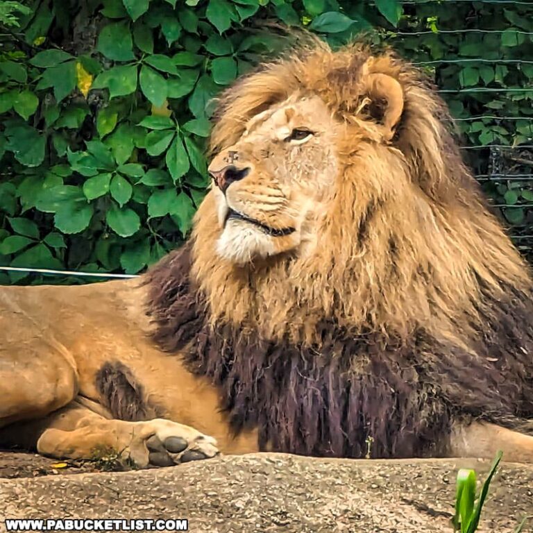 Exploring the Pittsburgh Zoo and Aquarium - PA Bucket List