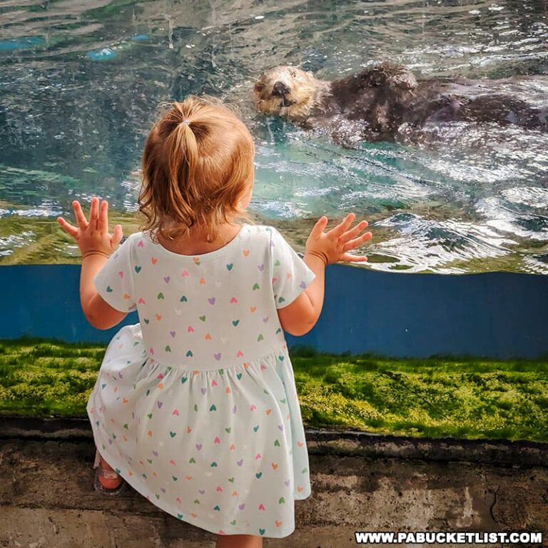 Exploring the Pittsburgh Zoo and Aquarium - PA Bucket List