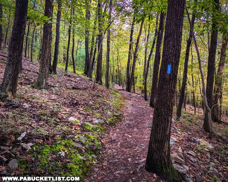 Exploring Pole Steeple Overlook in the Michaux State Forest - PA Bucket ...