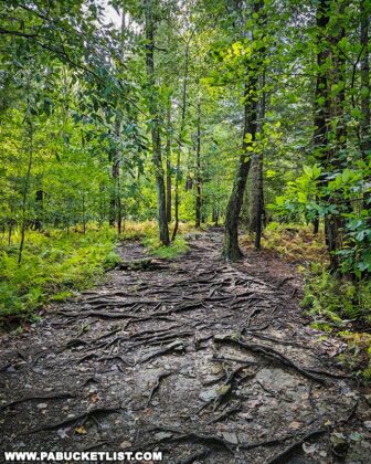 Exploring Pole Steeple Overlook in the Michaux State Forest - PA Bucket ...