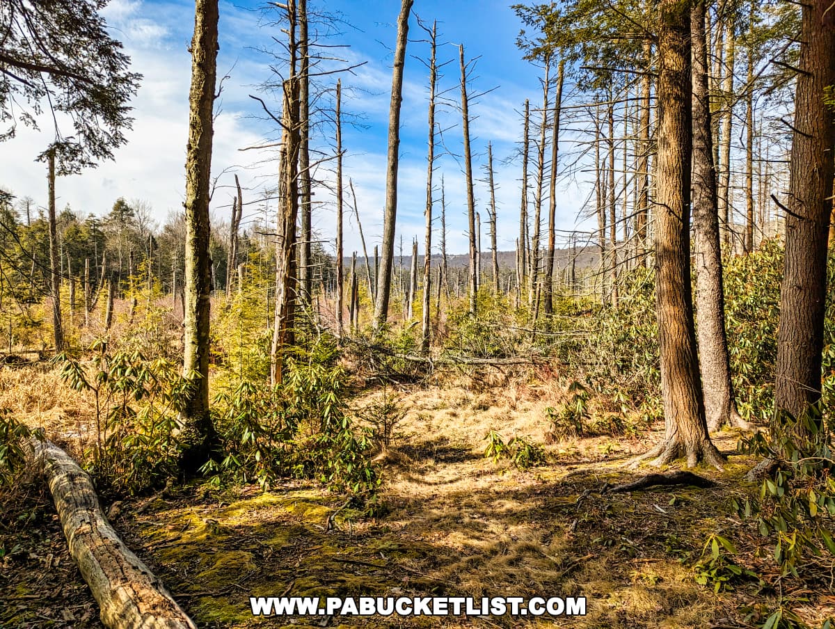 Hiking the Bear Meadows Loop in Centre County - PA Bucket List