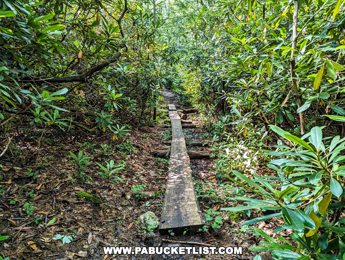 19 Must-See Attractions in the Rothrock State Forest - PA Bucket List