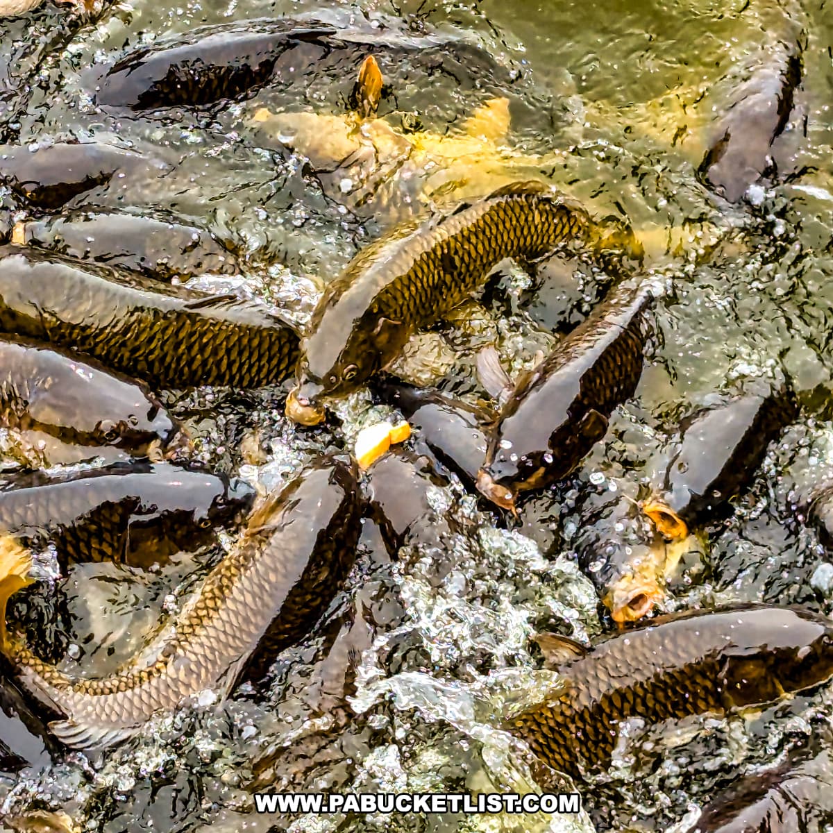 Exploring the Linesville Spillway at Pymatuning State Park - PA Bucket List