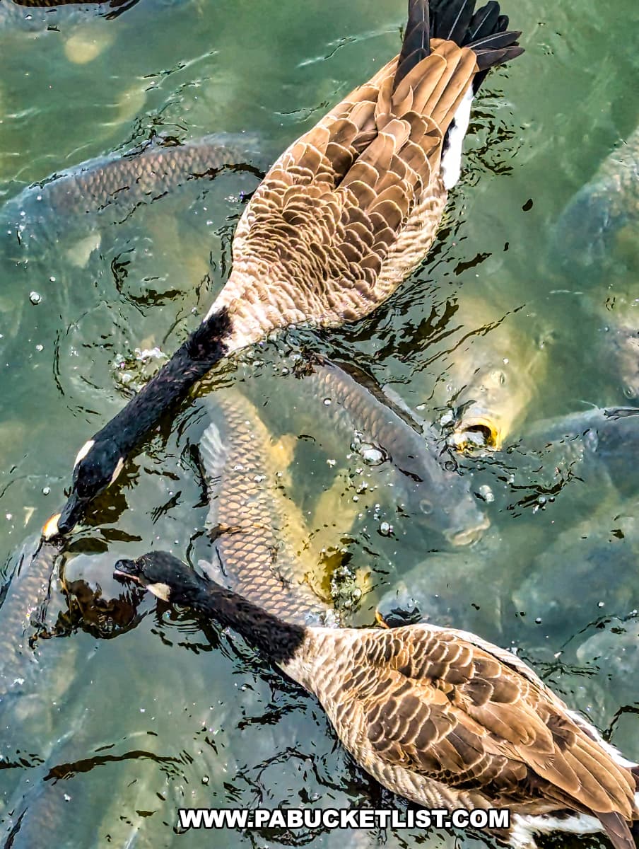 Exploring the Linesville Spillway at Pymatuning State Park - PA Bucket List