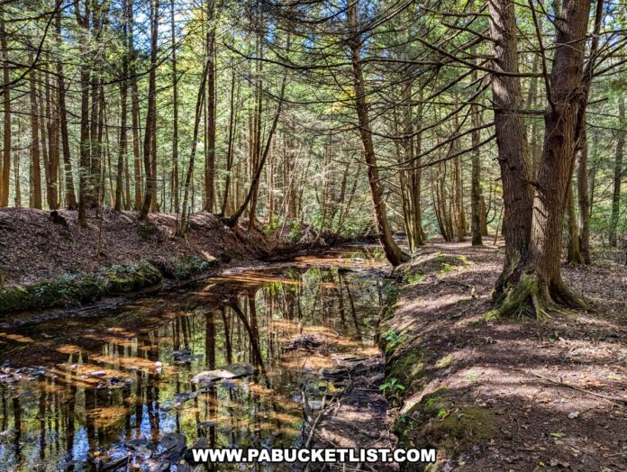 Hiking the Quebec Run Wild Area in Fayette County - PA Bucket List