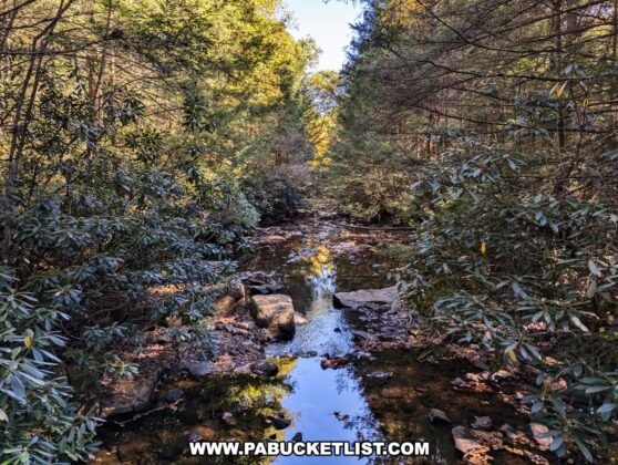 Hiking the Quebec Run Wild Area in Fayette County - PA Bucket List