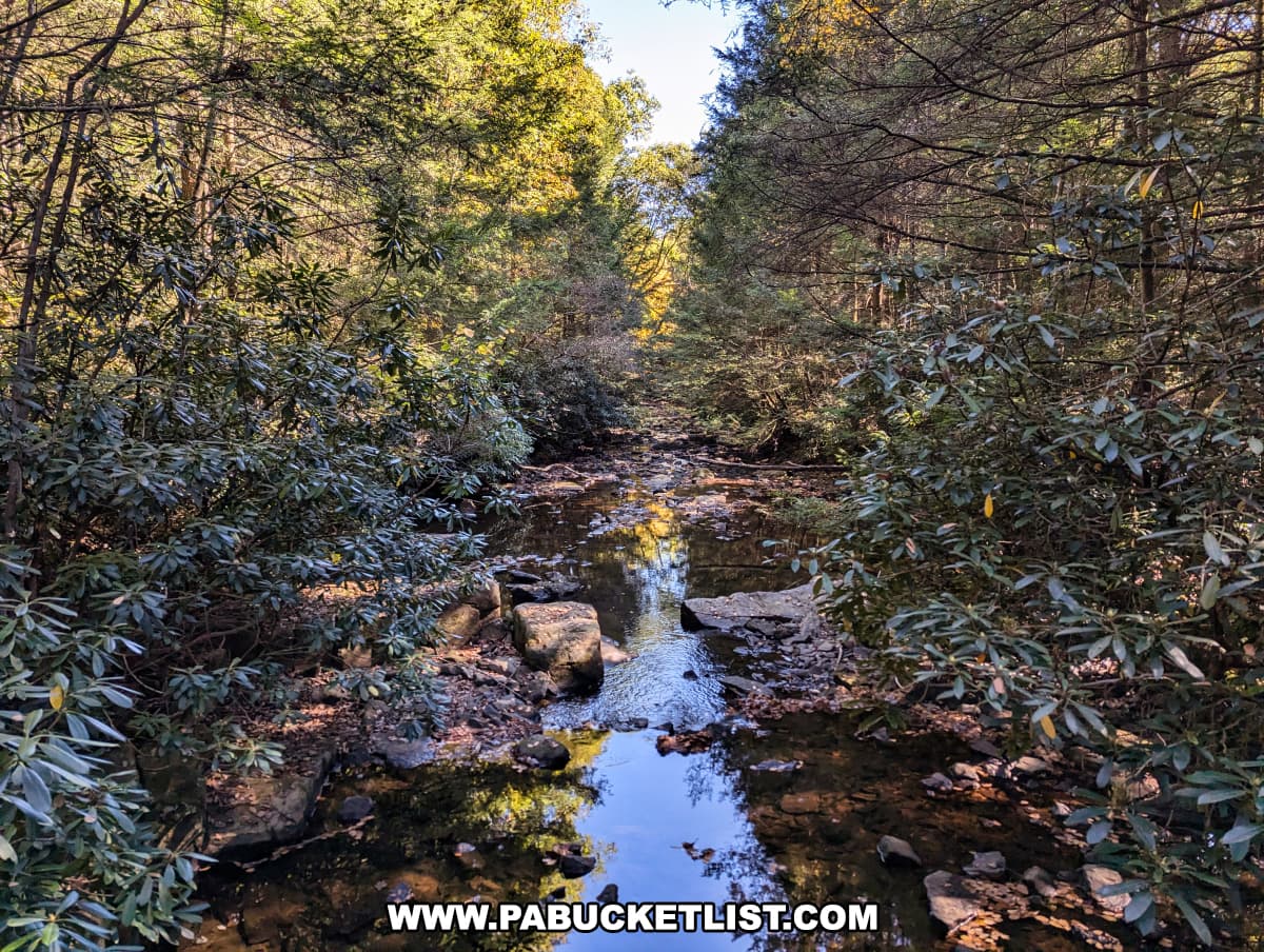 Hiking the Quebec Run Wild Area in Fayette County - PA Bucket List