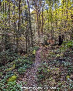 Hiking the Quebec Run Wild Area in Fayette County - PA Bucket List