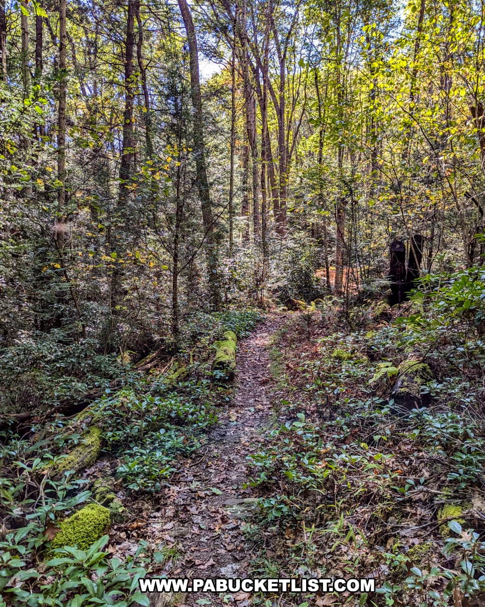 Hiking the Quebec Run Wild Area in Fayette County - PA Bucket List