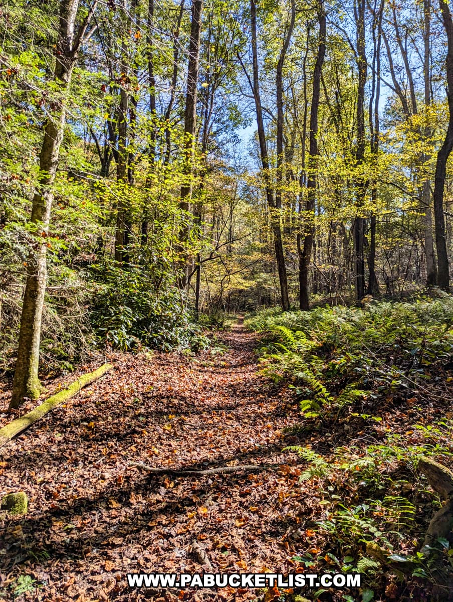 Hiking the Quebec Run Wild Area in Fayette County - PA Bucket List