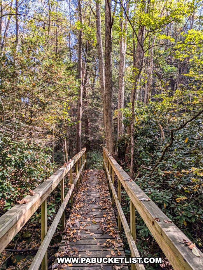 Hiking the Quebec Run Wild Area in Fayette County - PA Bucket List